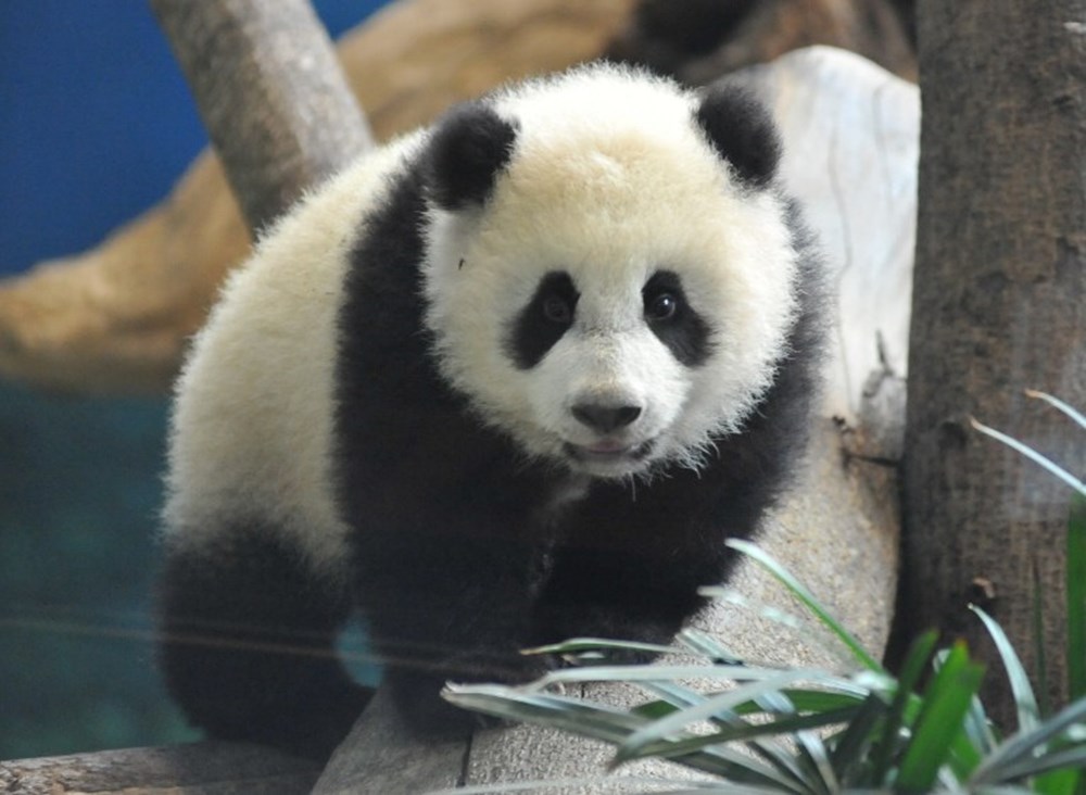 Yavru panda ilgi odağı - Son Dakika Yaşam Haberleri | NTV Haber