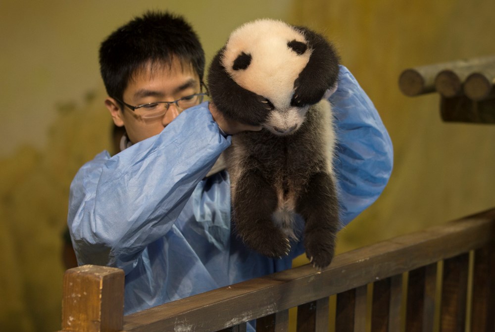 Dev panda için güzel haber - Son Dakika Dünya Haberleri | NTV Haber