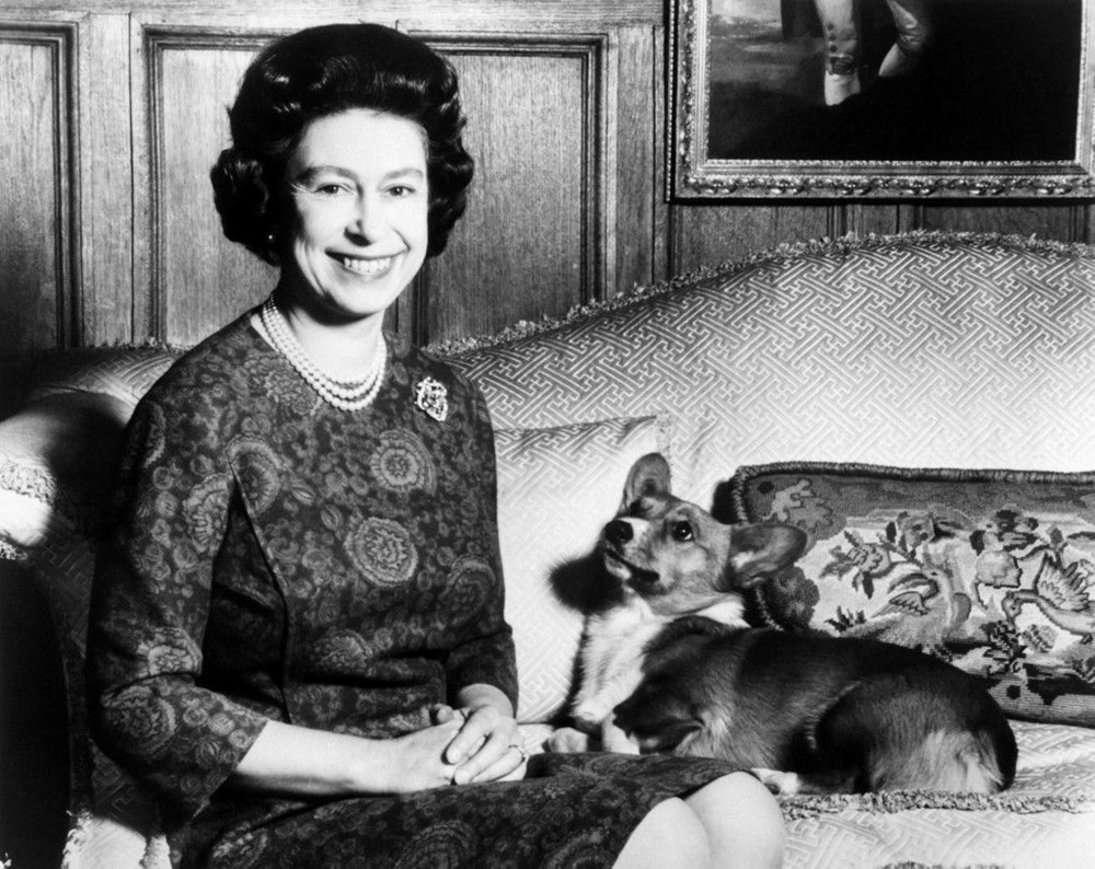 Kraliçe Elizabeth'in köpekleri ve midillisi de cenazesini selamladı ...