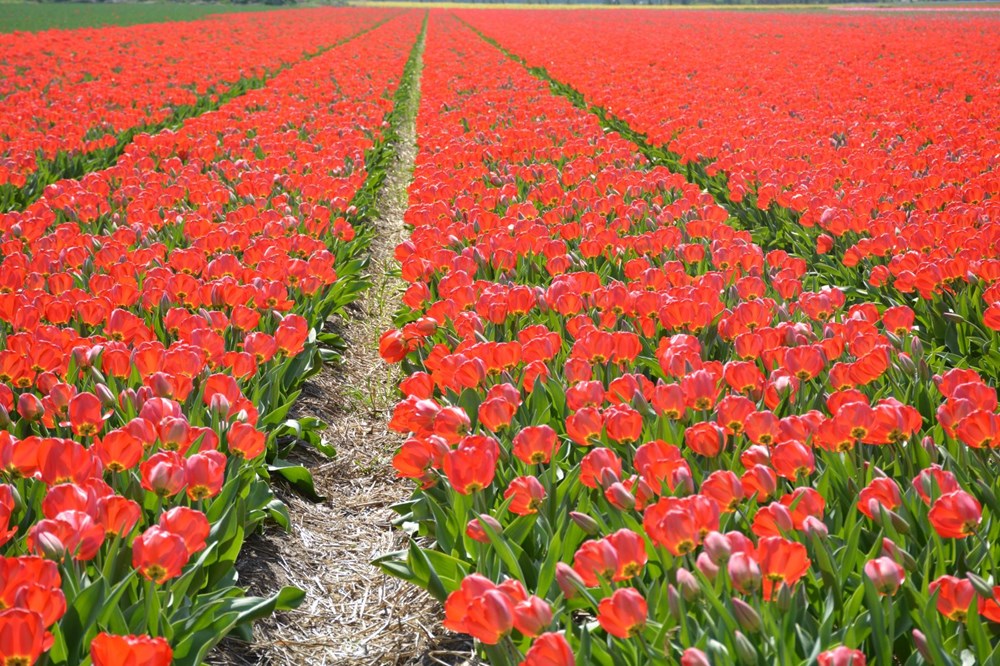Dünyanın en büyük lale bahçesi