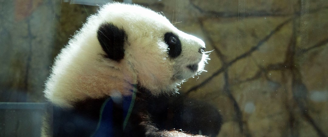 Yavru panda ilk kez halkın karşısında - Son Dakika Yaşam Haberleri ...