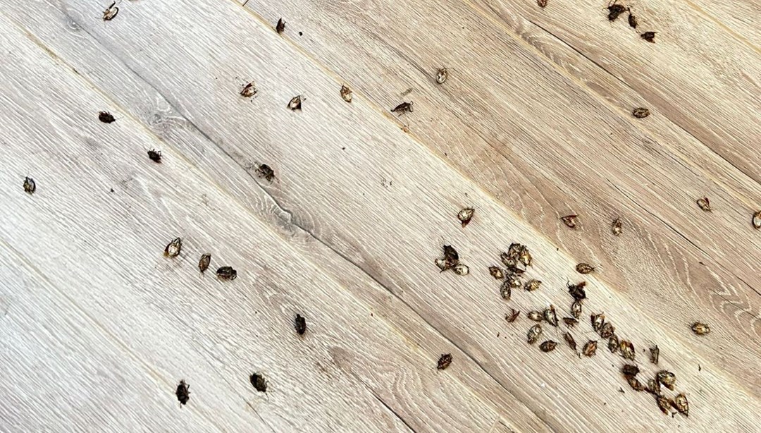 Kokarca böceği fındık fabrikasını istila etti - Son Dakika Türkiye ...