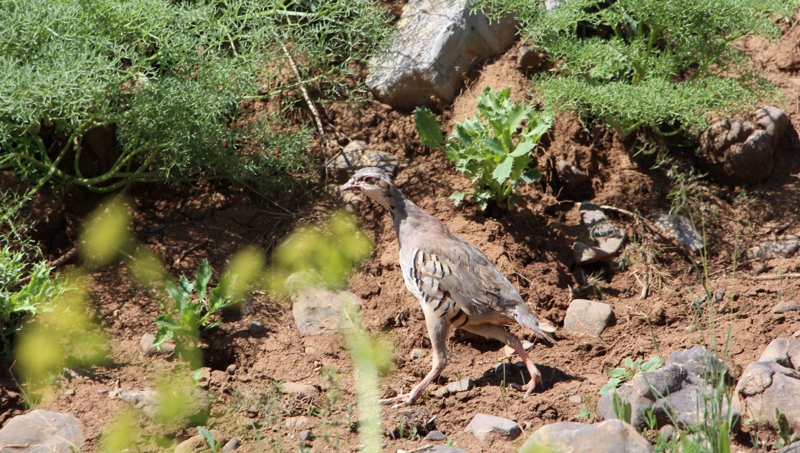 Şırnak'ta kınalı keklikler doğaya salındı | N-Life
