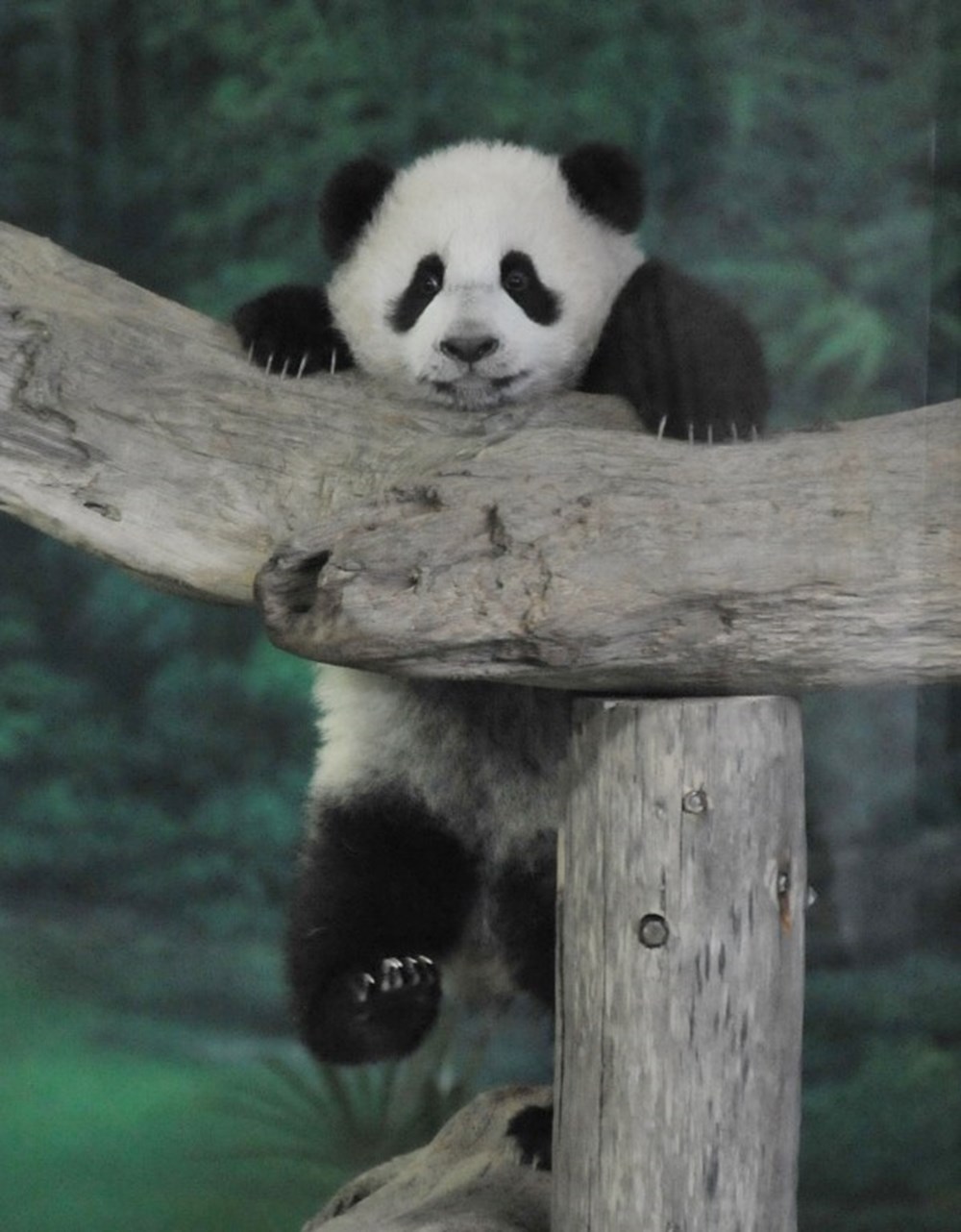 Yavru panda ilgi odağı - Son Dakika Yaşam Haberleri | NTV Haber