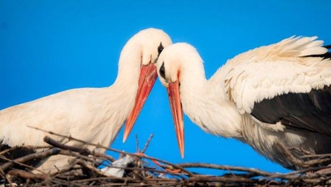Yaren leylek, Adem Amca'dan sonra eşi Nazlı ile de buluştu - Son Dakika ...