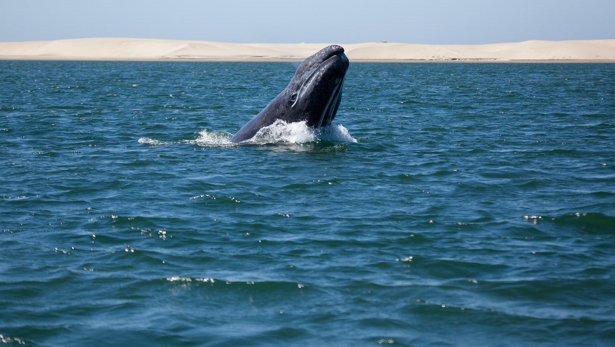 Rekor: Gri bir balinanın dünyanın yarısını yüzdüğü tespit edildi - Son ...
