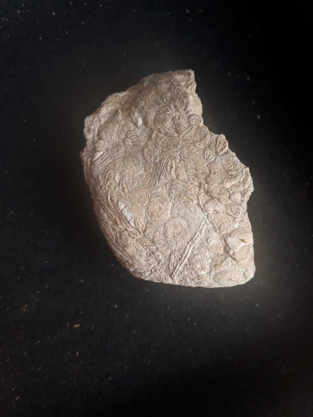 Gabar Dağı'nda 45 milyon yıllık deniz canlıları fosilleri