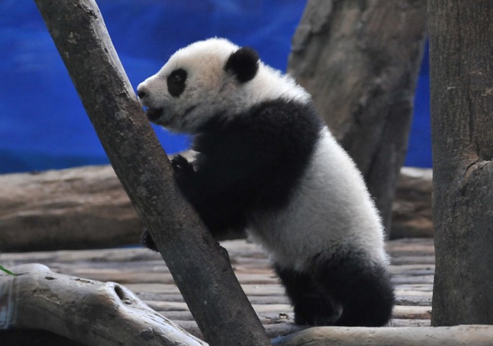 Yavru panda ilgi odağı - Son Dakika Yaşam Haberleri | NTV Haber