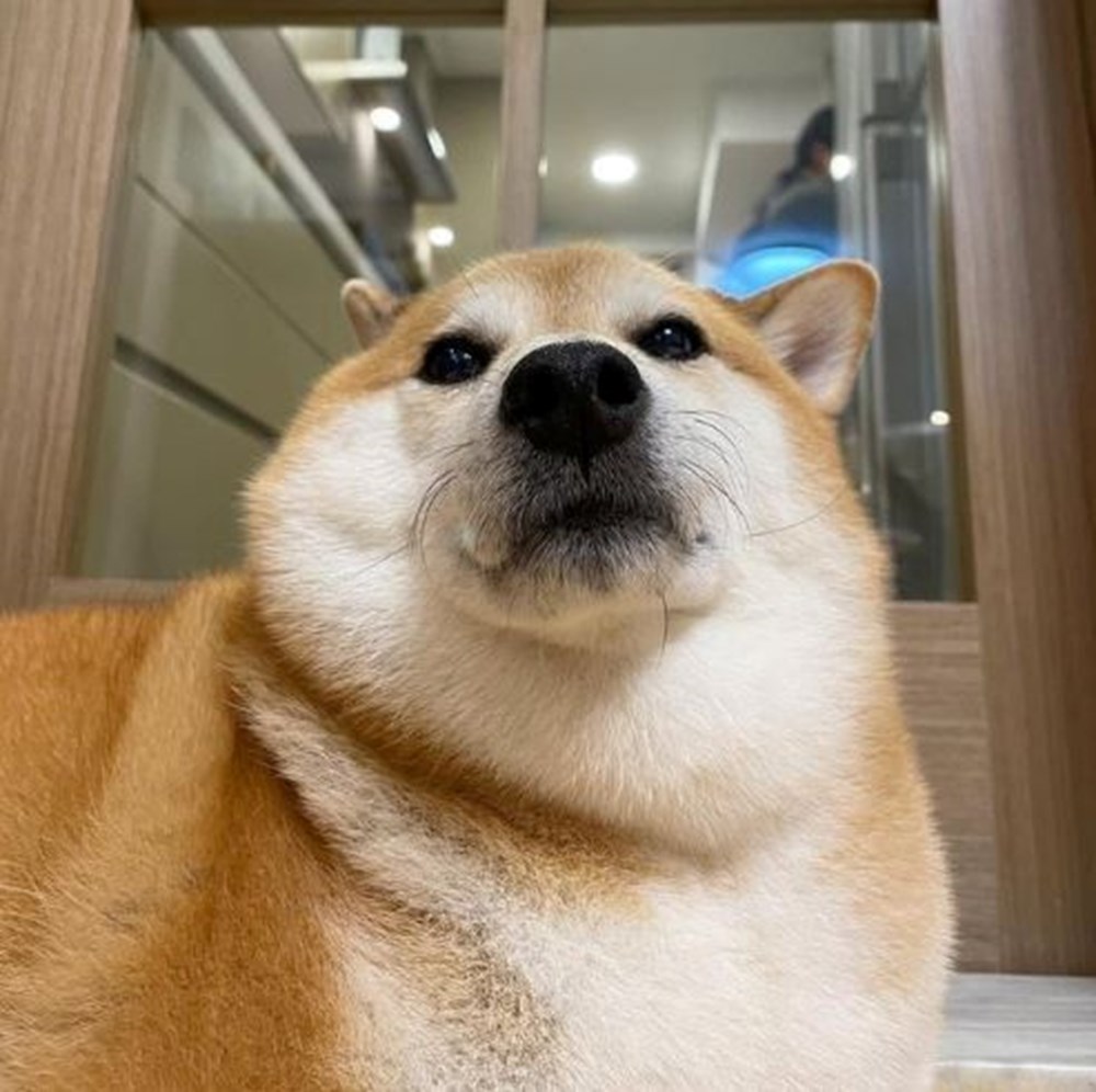 Doge Meme'lerinin fenomeni köpek Cheems kansere yenildi - Son Dakika Dünya Haberleri | NTV Haber