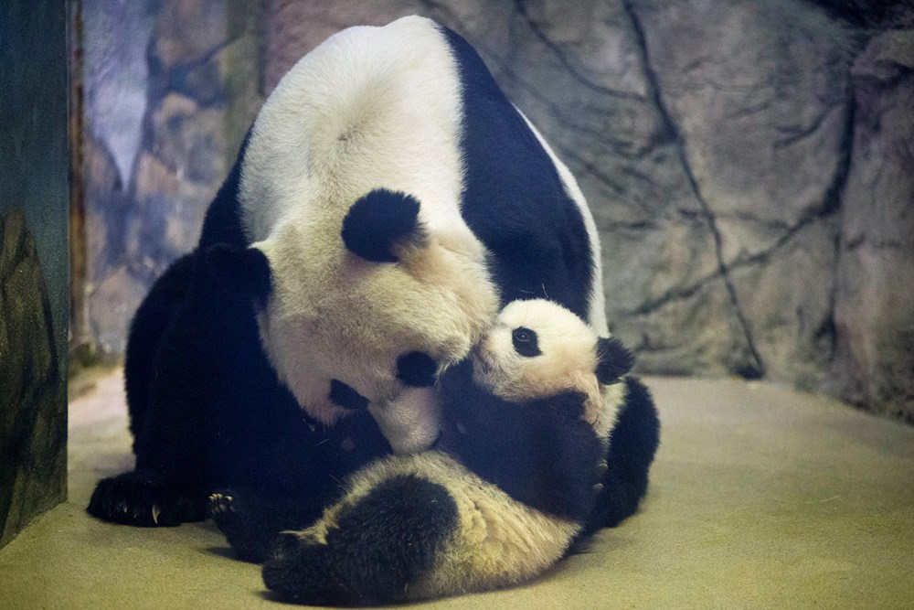 Dev panda için güzel haber - Son Dakika Dünya Haberleri | NTV Haber