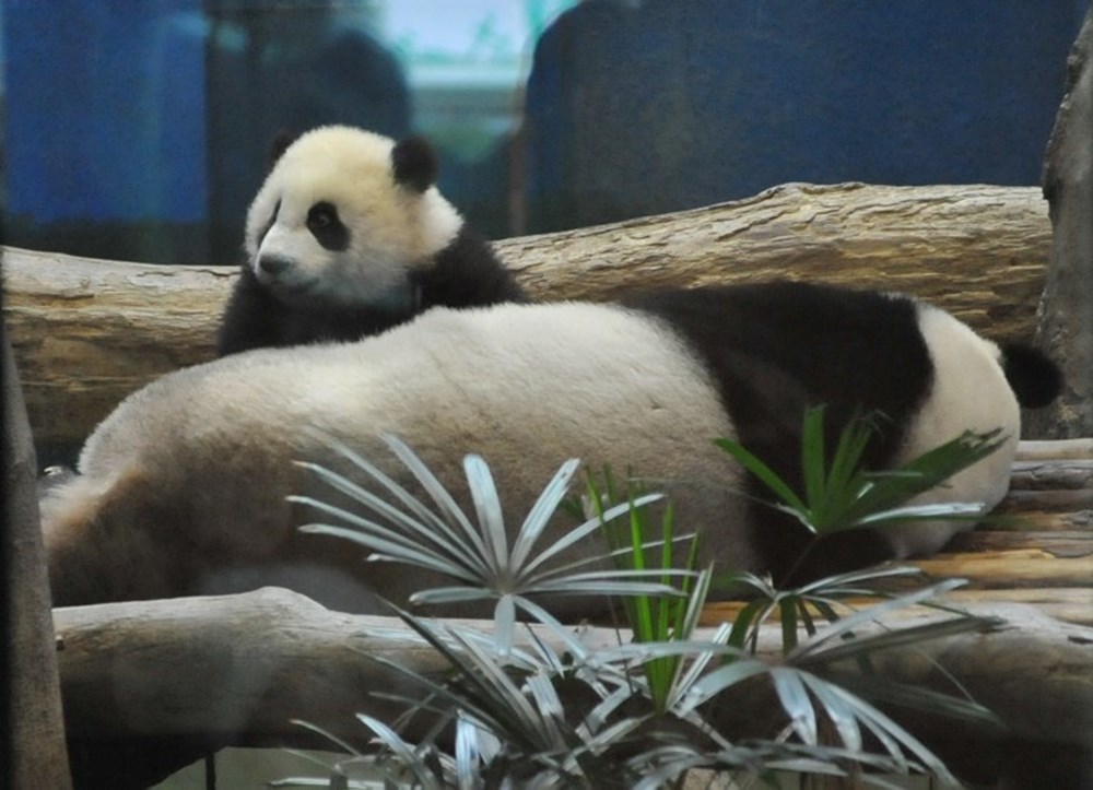 Yavru panda ilgi odağı - Son Dakika Yaşam Haberleri | NTV Haber