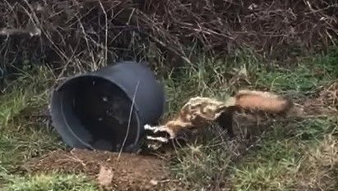 Nesli tehlikede olan 'Alaca Sansar' görüntülendi - Son Dakika Türkiye ...