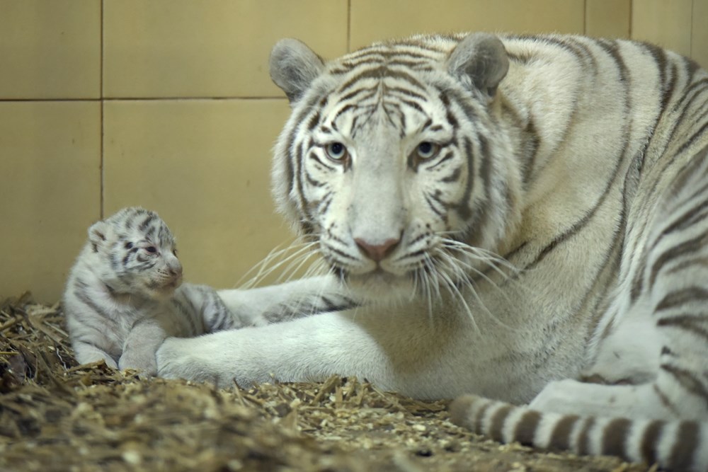 Polonya'da 4 beyaz aslan ve 3 kaplan doğdu - Son Dakika Yaşam Haberleri ...