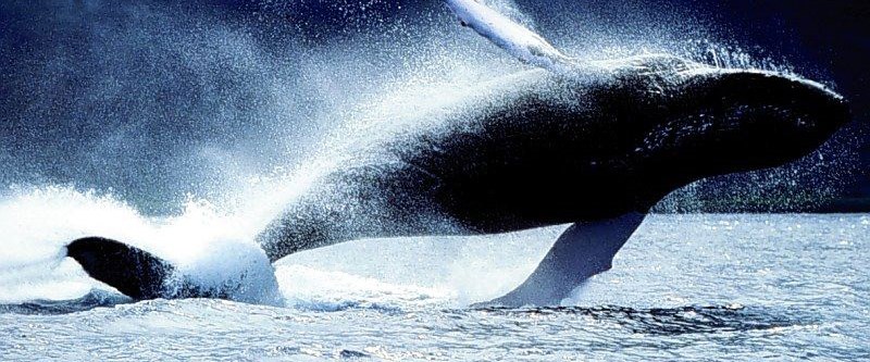 Gri balinaların nesli tükenmek üzere - Son Dakika Yaşam Haberleri | NTV ...