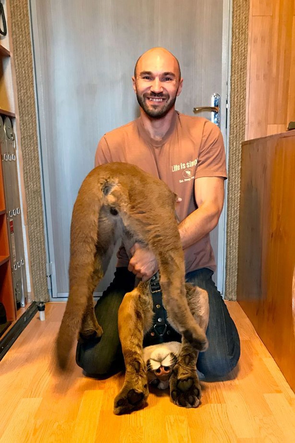 Kedi yerine puma sahiplendiler (Dünyadaki ilk evcil puma: Messi) - Son ...