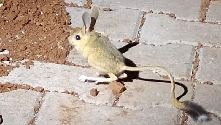 Adıyaman'da kanguru faresi görüldü - Son Dakika Türkiye Haberleri | NTV ...