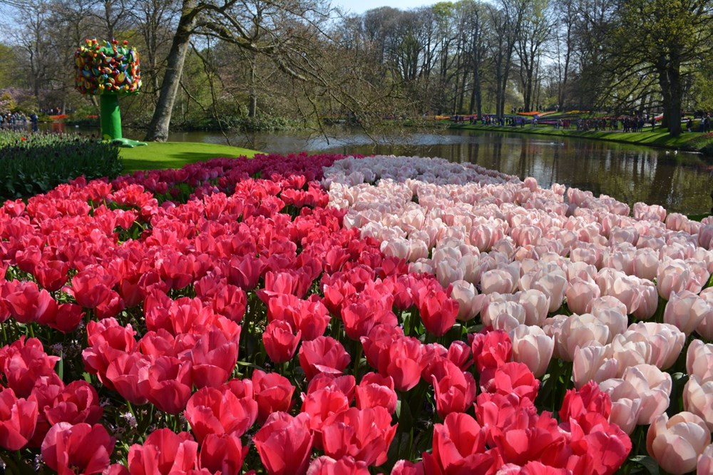 Dünyanın en büyük lale bahçesi