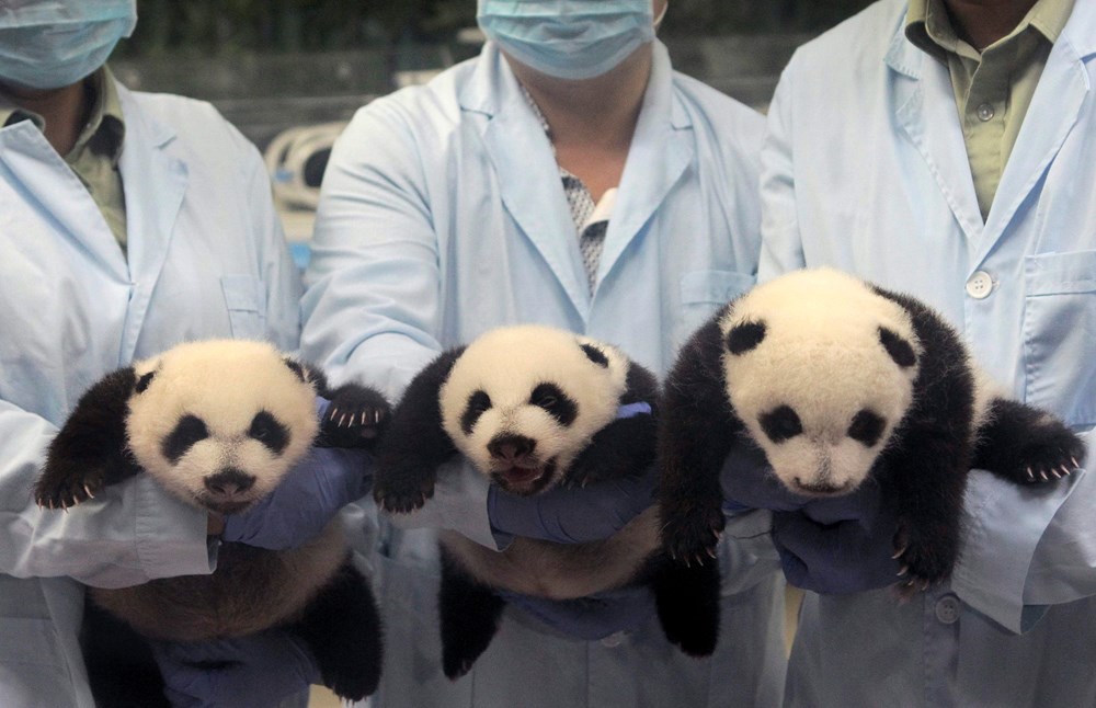 Dev panda için güzel haber - Son Dakika Dünya Haberleri | NTV Haber