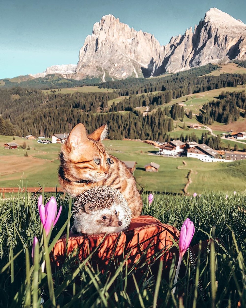 Instagram'ın yeni fenomeni Mr. Pokee | NTV Haber