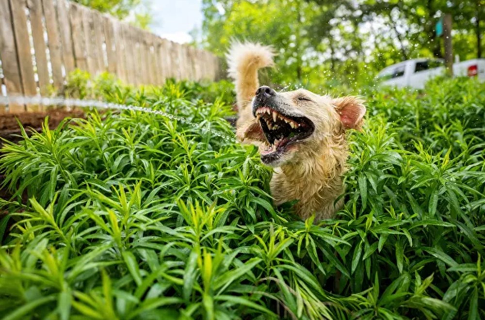 Komik Evcil Hayvan Fotoğraf Ödülleri yarışması sonuçlandı
