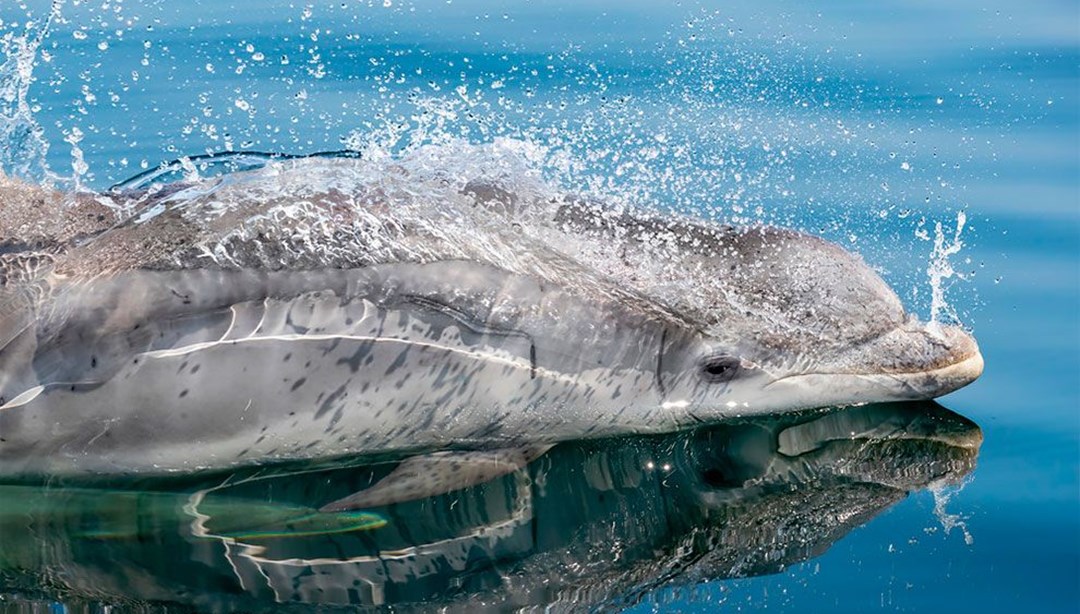 2020 Memeli Hayvanlar Fotoğraf Yarışması'nın kazananları