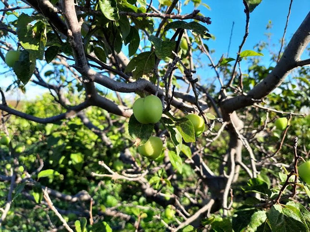 Silifke'de erik ağaçları meyve verdi - Son Dakika Türkiye Haberleri ...