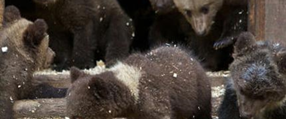 Yavru ayılar için rehabilitasyon merkezi - Son Dakika Yaşam Haberleri ...