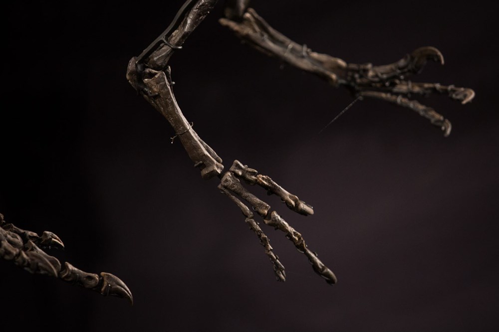 Arjantin’de yeni bir dinozor türü bulundu