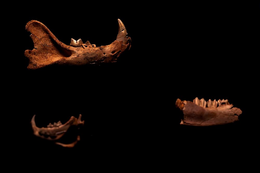 Avrupa'nın en eski insan fosili bulundu: 1,4 milyon yaşında | NTV Haber