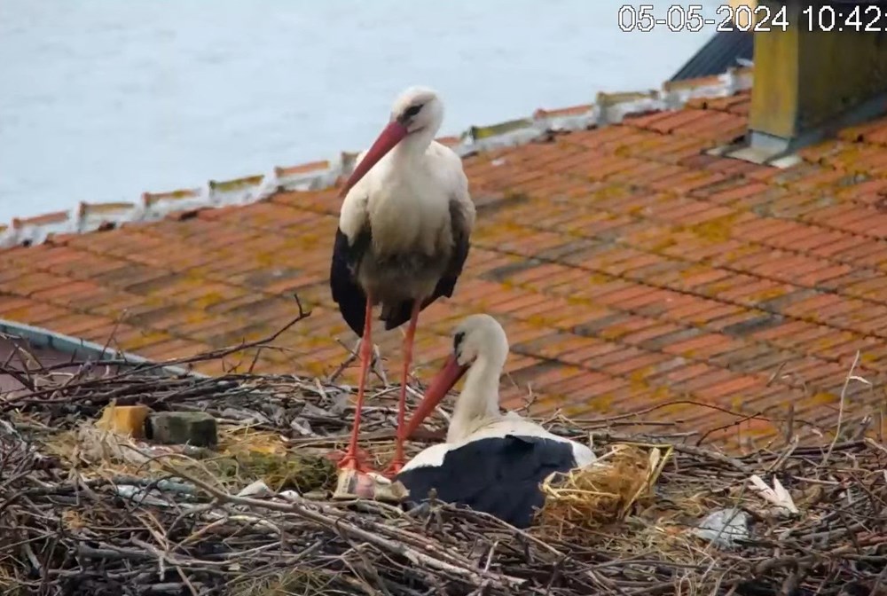 Yaren Leylek ile Nazlı’dan güzel haber: 4 yavruları oldu - Son Dakika ...