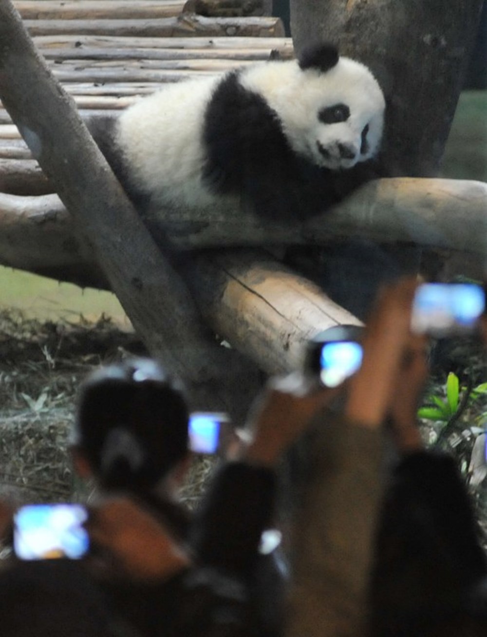Yavru panda ilgi odağı - Son Dakika Yaşam Haberleri | NTV Haber