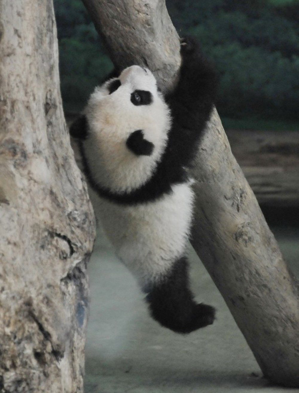 Yavru panda ilgi odağı - Son Dakika Yaşam Haberleri | NTV Haber