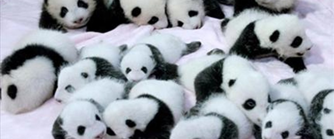 14 yavru panda bir karede - Son Dakika Yaşam Haberleri | NTV Haber
