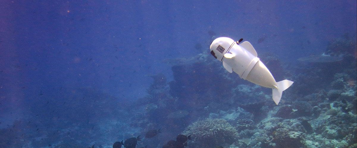 Robot balık Sofi görevde - Son Dakika Teknoloji Haberleri | NTV Haber