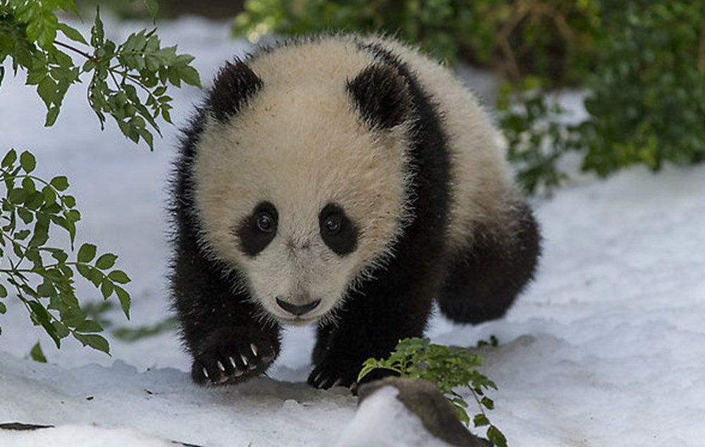 Yavru panda karla tanıştı - Son Dakika Yaşam Haberleri | NTV Haber
