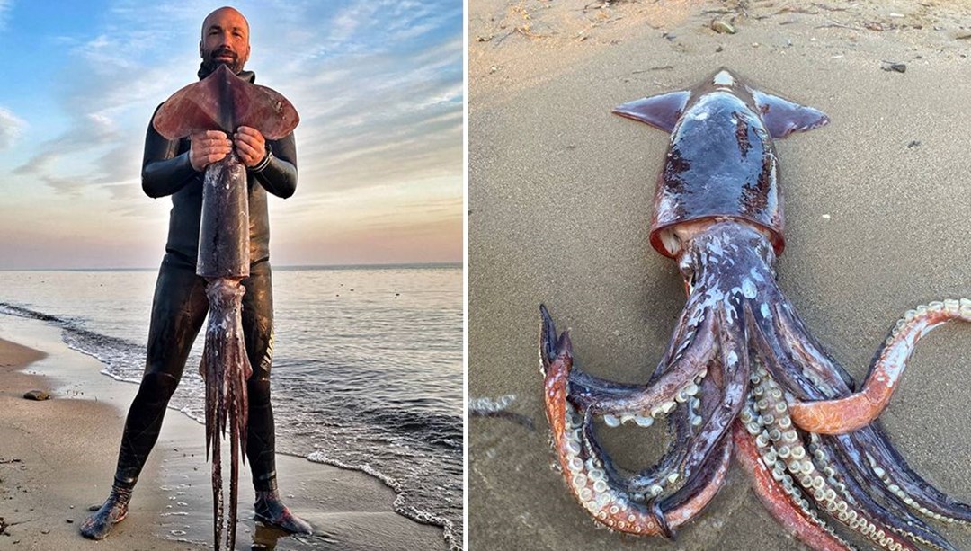 Ayvalık’ta dev uçan kalamar avı: “Bana saldırmaya hazırlandığı sırada ...