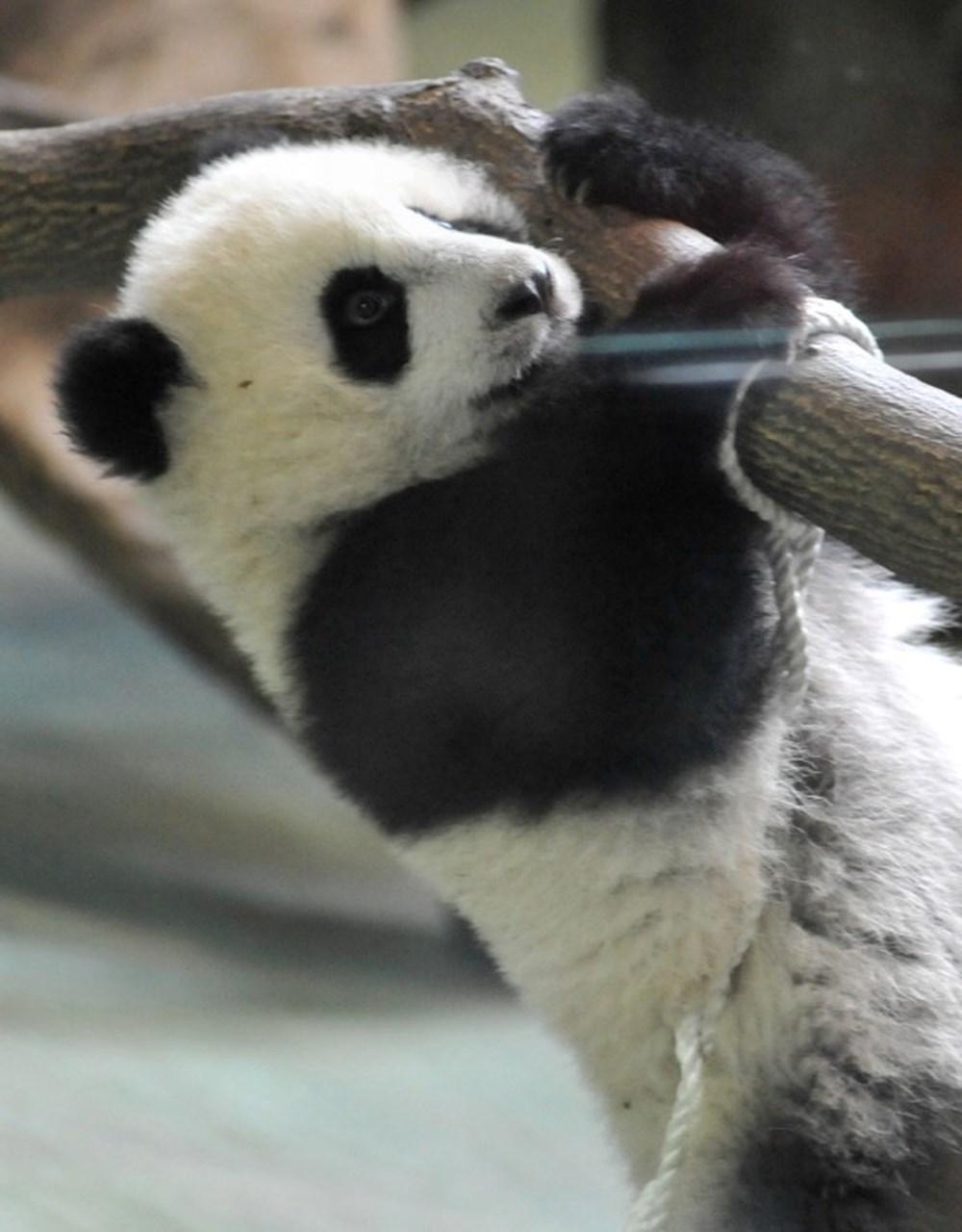 Yavru panda ilgi odağı - Son Dakika Yaşam Haberleri | NTV Haber