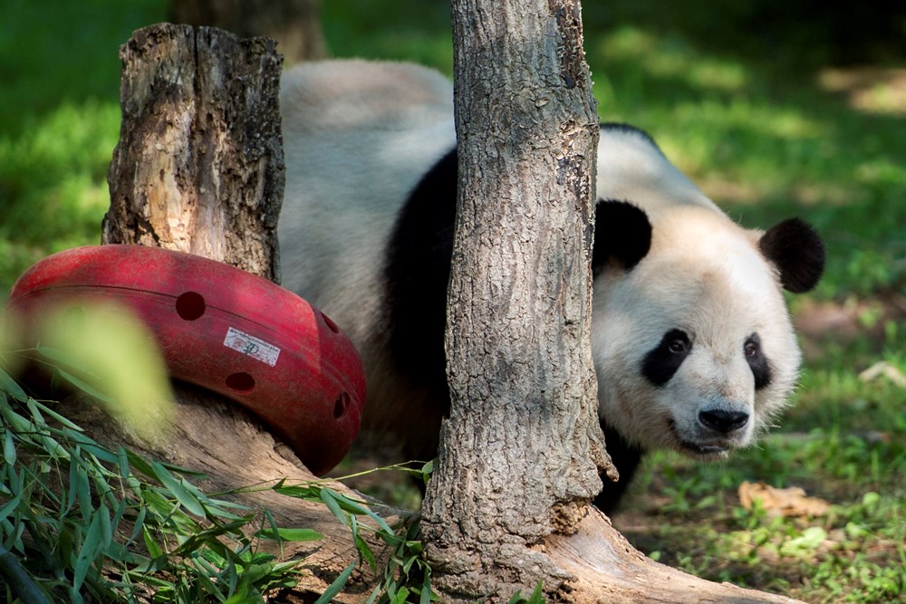 Dev panda için güzel haber - Son Dakika Dünya Haberleri | NTV Haber