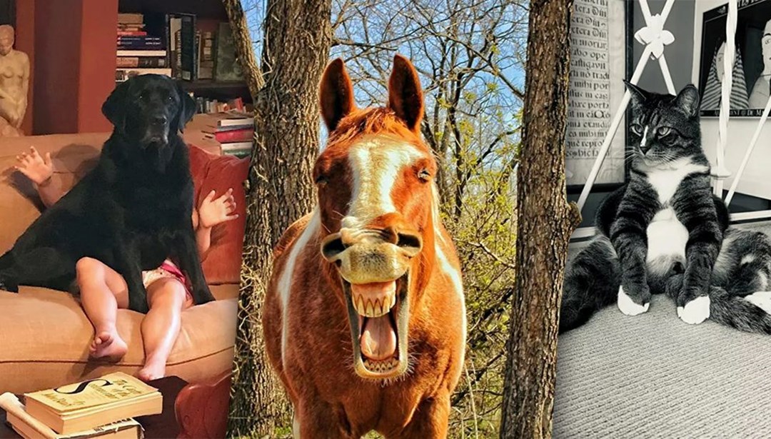 Komik Evcil Hayvan Fotoğraf Ödülleri yarışması sonuçlandı