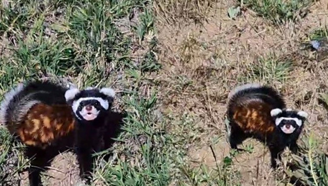 “Alaca sansar” Aksaray'da görüntülendi! Nesli tükeniyor - Son Dakika ...