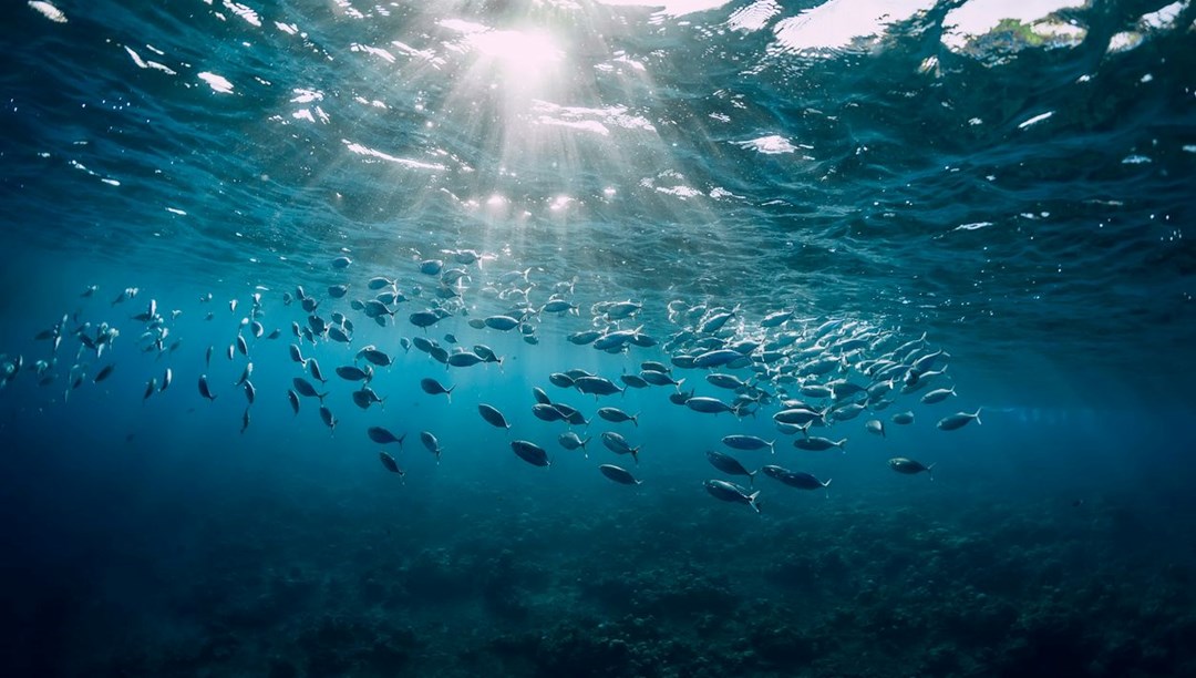 Grönland'da 518 milyon yıl öncesine dayanan dev yırtıcı solucanlar ...