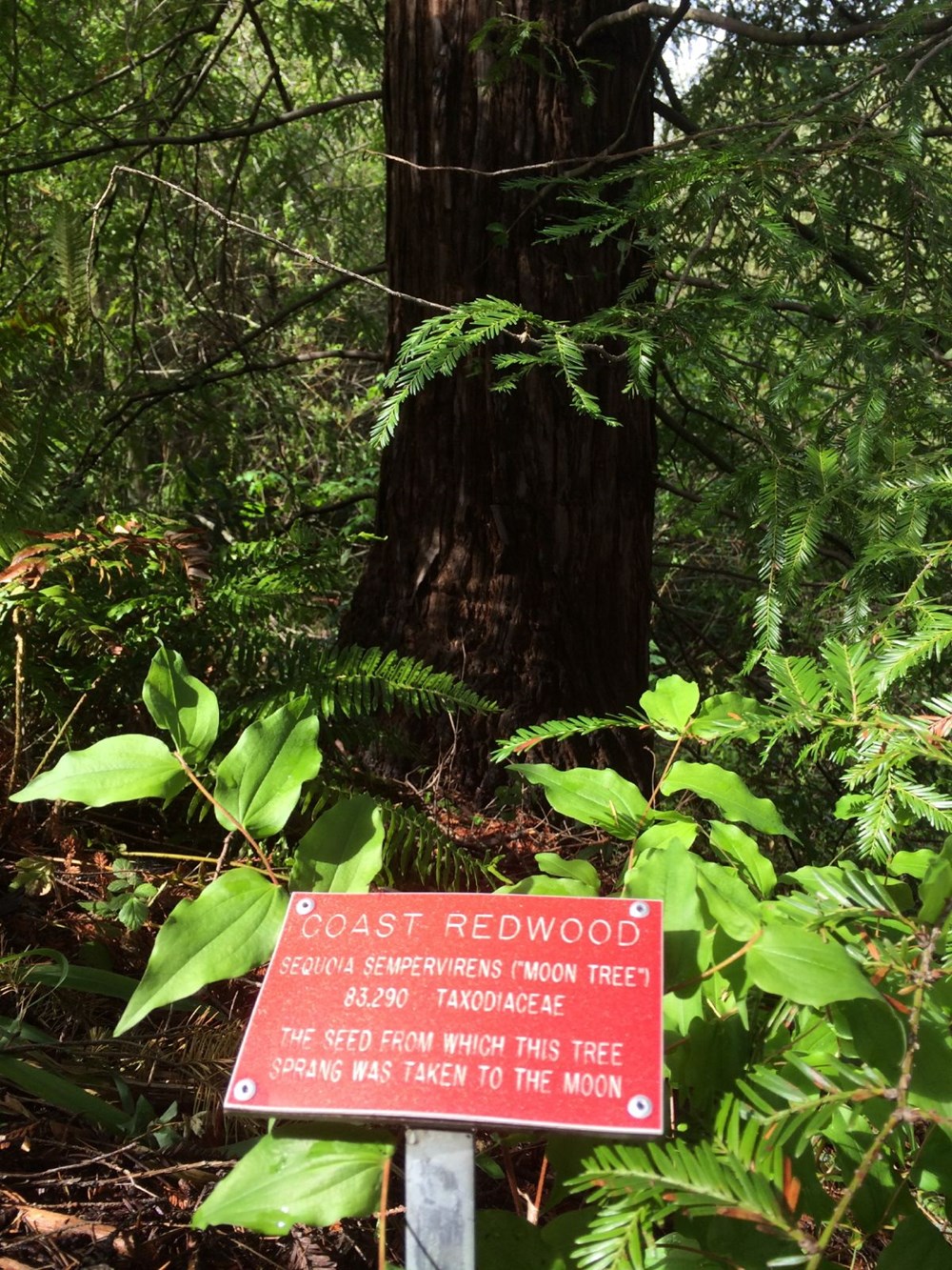 NASA Releases a Map of the Moon Trees After 50 Years – Kimdeyir