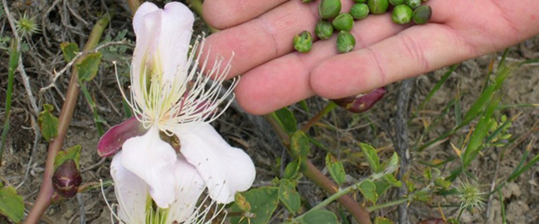 Kapari MS'e çare olur mu? - Sağlık Haberleri
