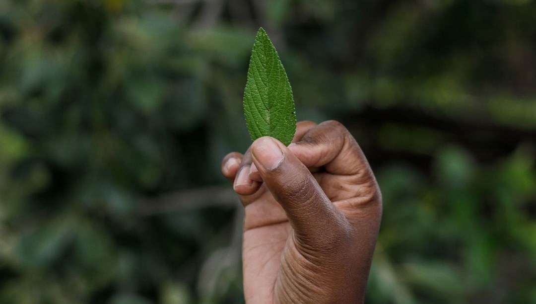 Afrika ülkesinin umut bağladığı bitki Zumbani: Kullanmasak ölmüş ...