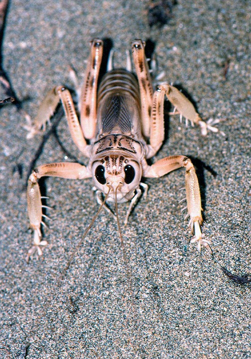 'Kum kriketi' ismini verdiği çekirgeyi dünyaya tanıtıyor - Son Dakika ...