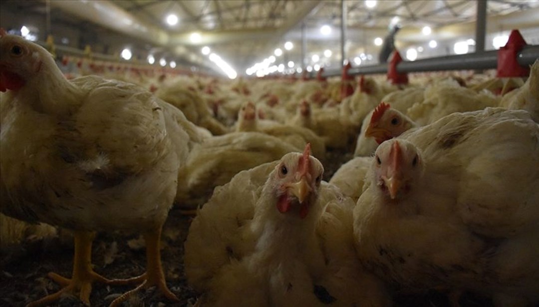 Tavuk eti üretiminde yüzde 3,8 artış - Son Dakika Ekonomi Haberleri ...