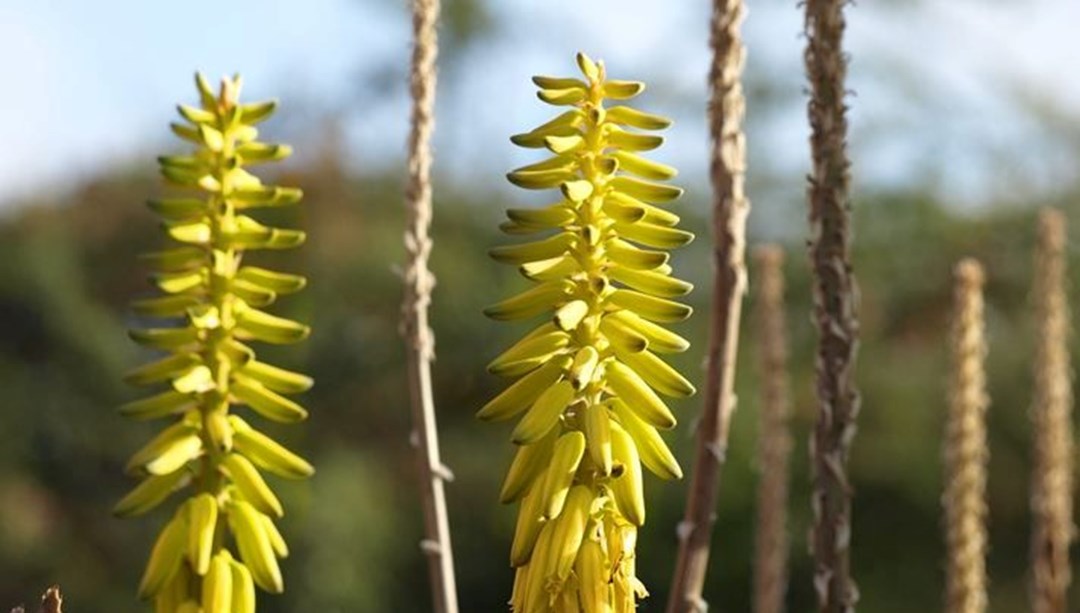 Ölümsüzlük otu (sarısabır) nedir, nerelerde yetişir? | N-Life