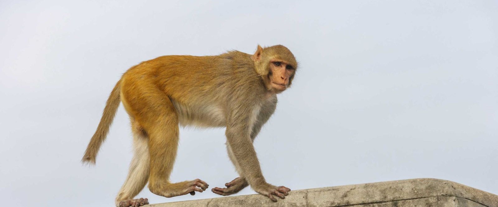 Hindistan’da bebek hırsızı maymun aranıyor - Son Dakika Dünya Haberleri ...