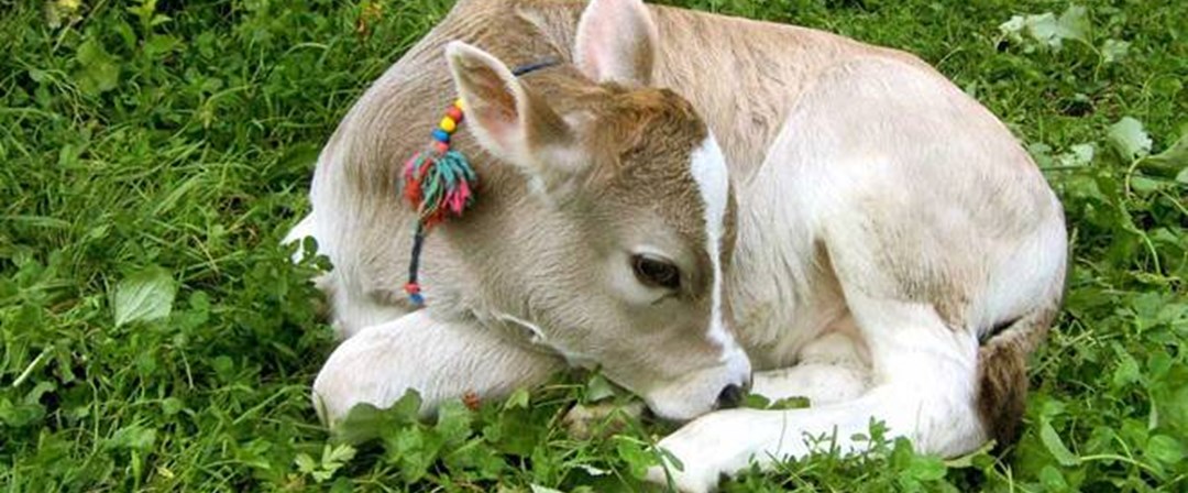 Türkiye’de “Nepal şapı” alarmı - Sağlık Haberleri
