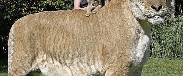 Yarı aslan yarı kaplan - Son Dakika Yaşam Haberleri | NTV Haber